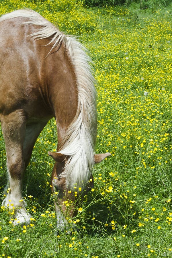 Horse in a Field of Yellow Flowers. Stock Photo - Image of halter ...
