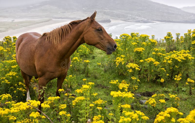 Horse in a Field of Yellow Flowers. Stock Image - Image of color, show ...