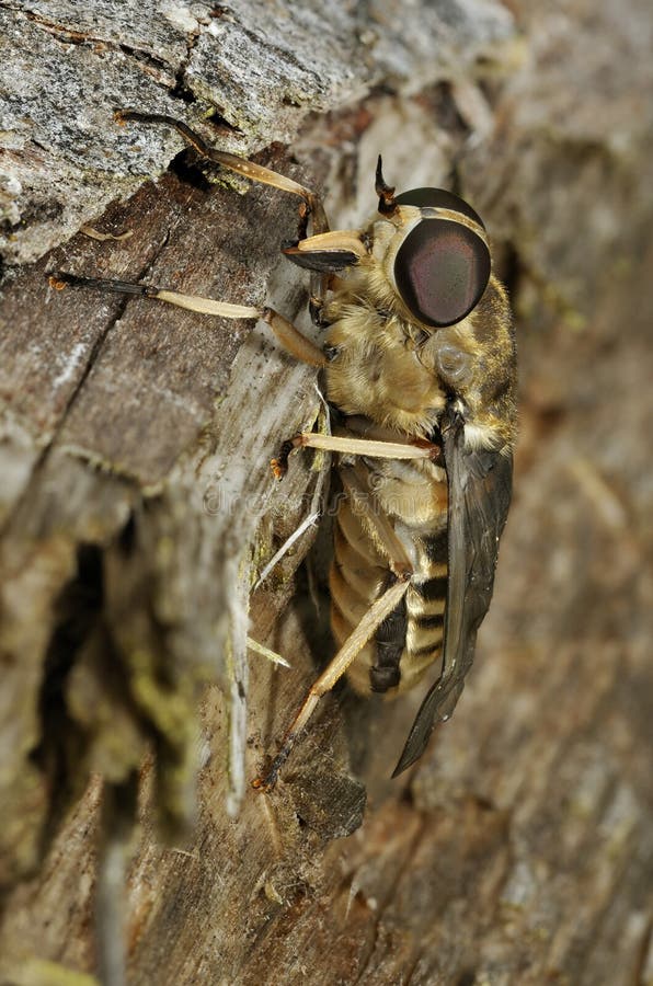 Horse Fly stock photo. Image of insect, england, eyes - 23676704