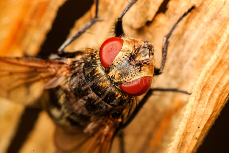Horse fly on the corn leaf stock photo. Image of head - 123531918