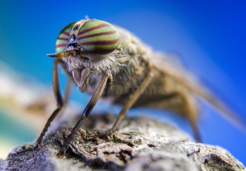 Horse-fly, macro, wild stock image. Image of detailed - 67363315
