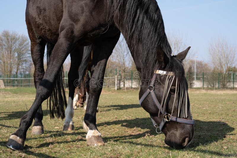 Horse with a Fly Protection Mask on the Face Graze in the Meadow in ...
