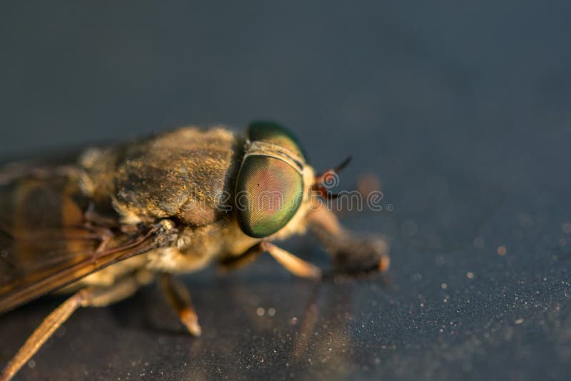 Horse-fly (Tabanus Bromius) with Big Eyes on Blue Background Stock ...