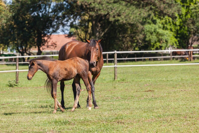 Horse Foal Colt Stud Farm stock image. Image of colt - 47556021