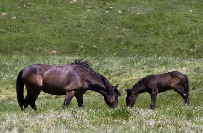 Foal eating #2 stock image. Image of show, baby, interact - 33678139