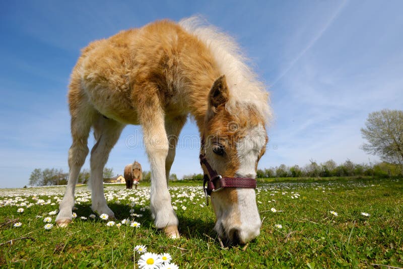 Horse foal is eating grass stock photo. Image of food - 7669436