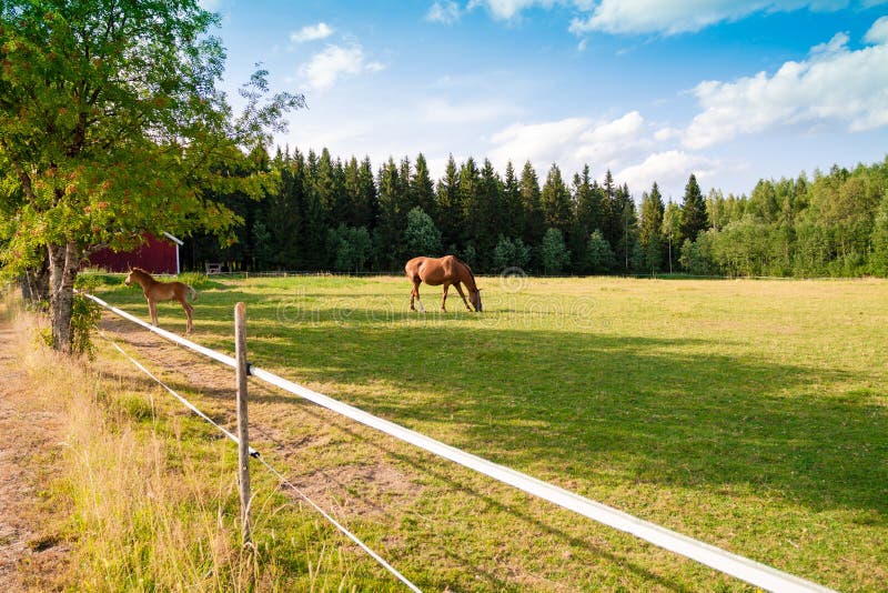 Horse and foal on the farm stock image. Image of harness - 43867165