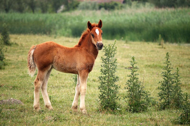 Horse foal neigh stock image. Image of stallion, horse - 27065193