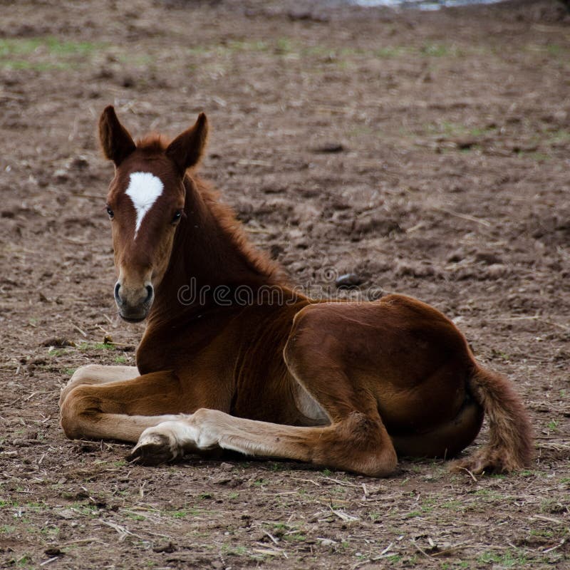 Horse Foal Sitting on the Ground Stock Image - Image of cute, animal ...