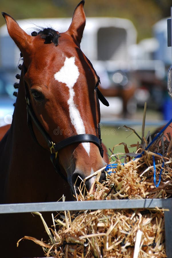 Horse fodder stock photo. Image of snack, munch, feed - 2110622
