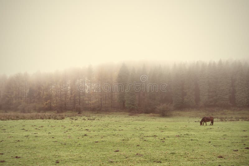 Horse with Fog and Vintage Effect Stock Photo - Image of landscape ...