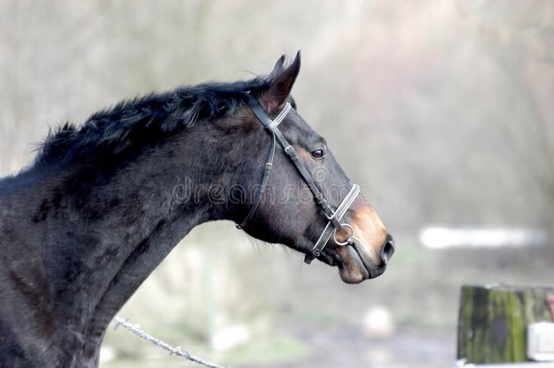 Horse at foggy morning stock photo. Image of warmblooded - 10082224