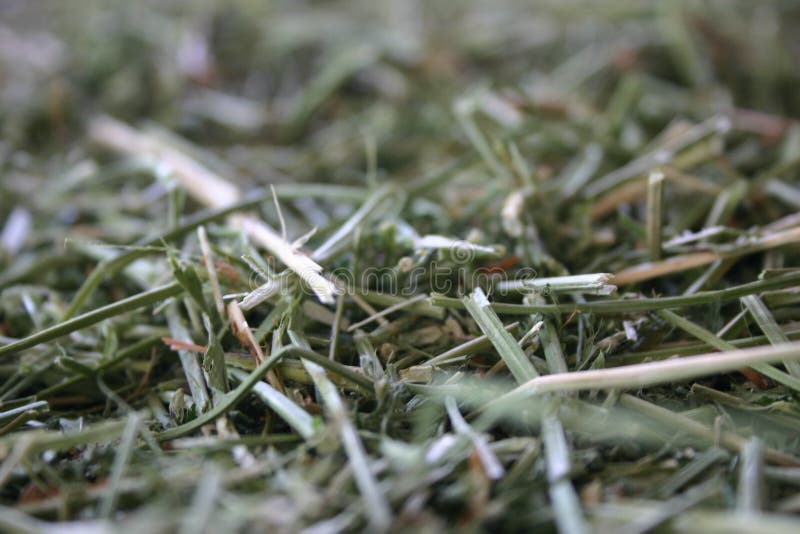 Horse Food stock photo. Image of food, bluestem, feed - 1027024