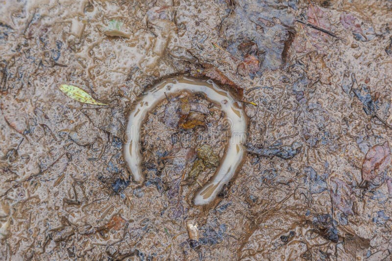 Donkey Footprint Stock Photos - Free & Royalty-Free Stock Photos from ...