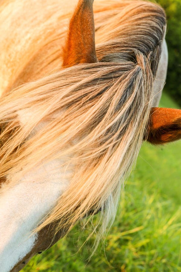 Horse Forelock stock photo. Image of pasture, forelock - 43235454