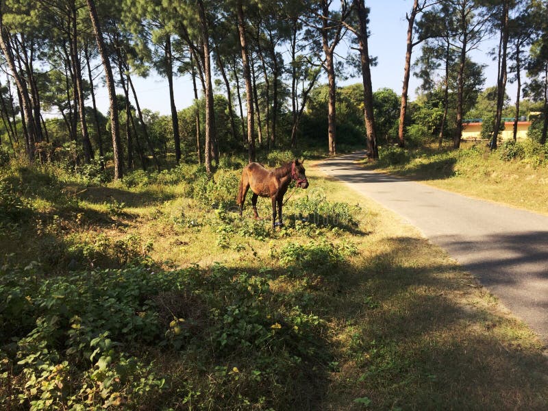Horse in Forest Along Rode Side View Hp India Image of Jungle Stock ...