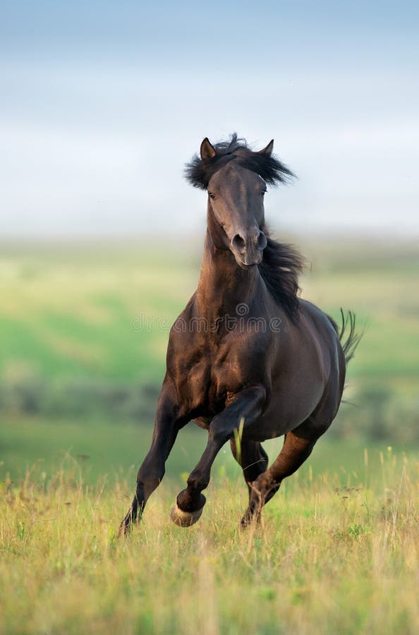 Horse free run stock photo. Image of stallion, domestic - 198738602