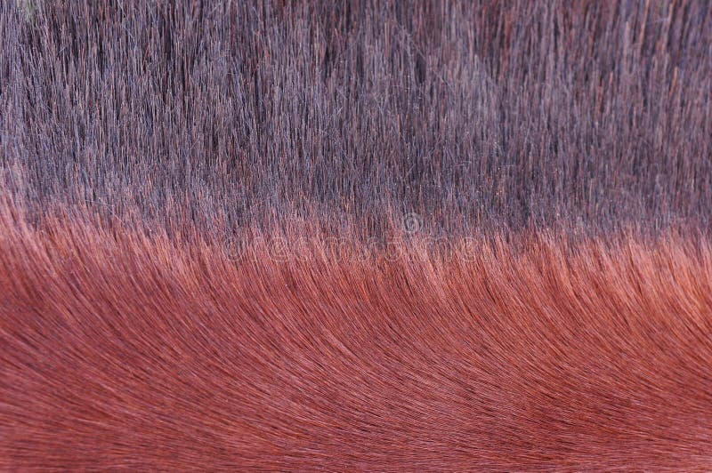 Horse fur stock photo. Image of textured, natural, surface - 22124830
