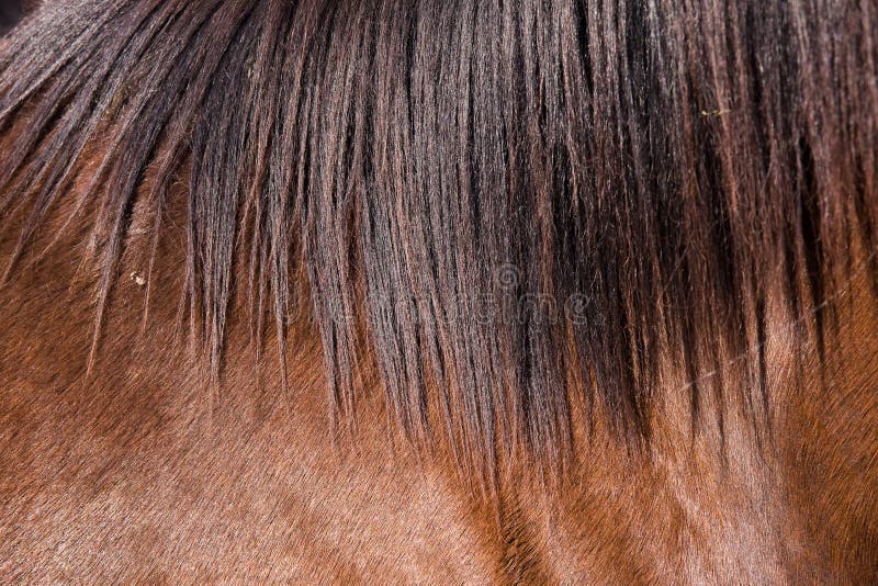 2,061 Horse Hair Texture Stock Photos - Free & Royalty-Free Stock ...