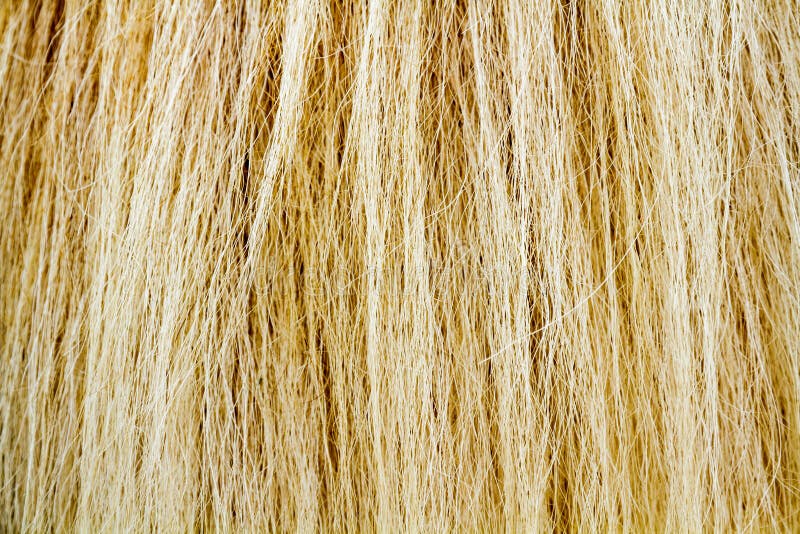 Horse fur tail stock photo. Image of closeup, detail - 52069926