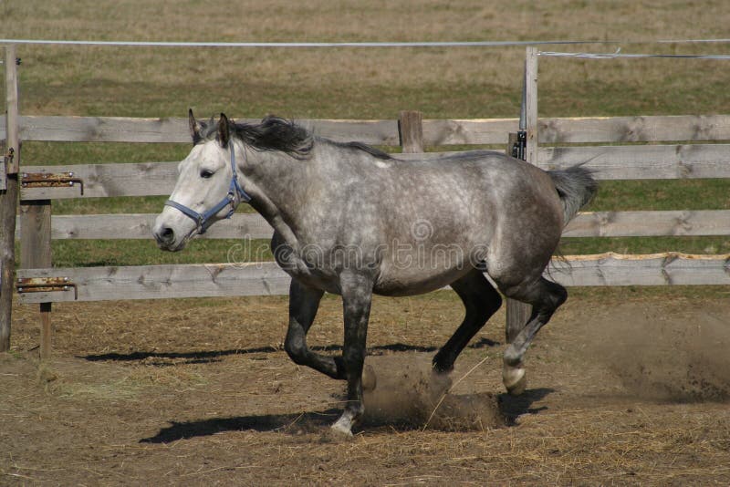 Horse Gallop stock image. Image of gallop, horse, rancho - 171869