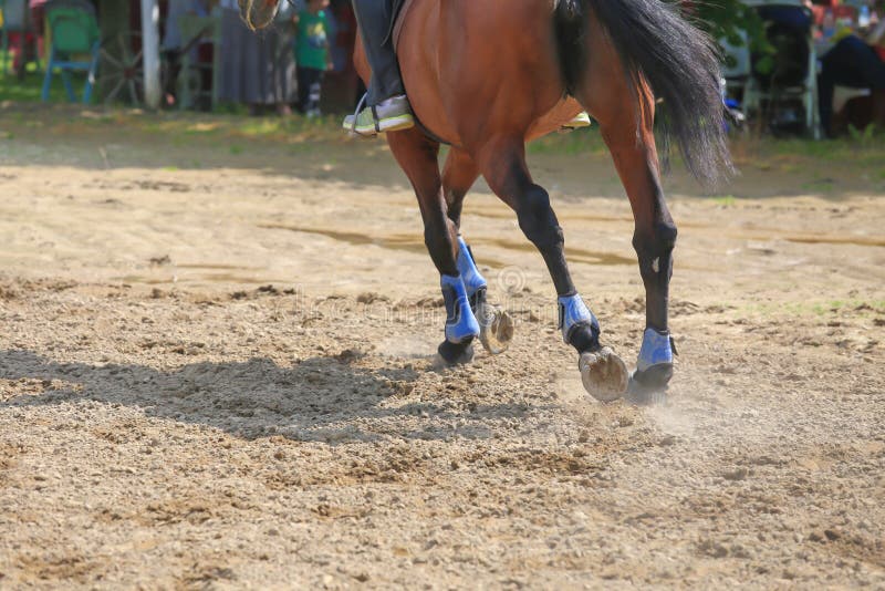 Horse Galloping in Paddock. Close Up Stock Image - Image of bridle ...
