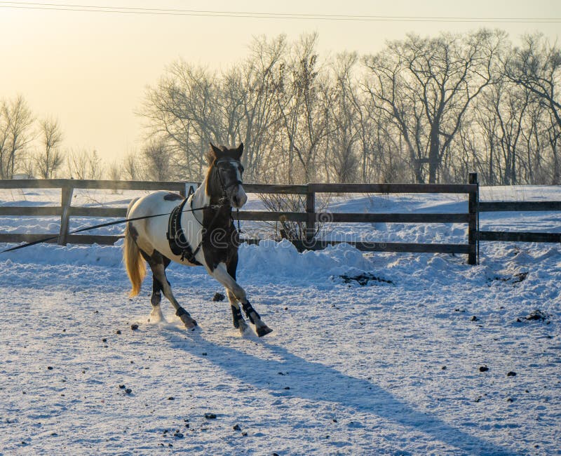 Horse Galloping in the Snow in the Paddock in Winter Stock Photo ...