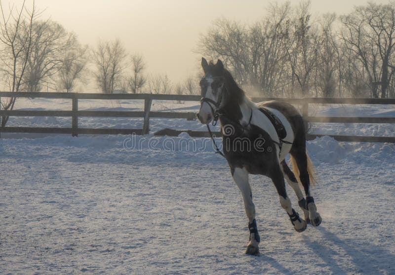 Horse Galloping in the Snow in the Paddock in Winter Stock Photo ...