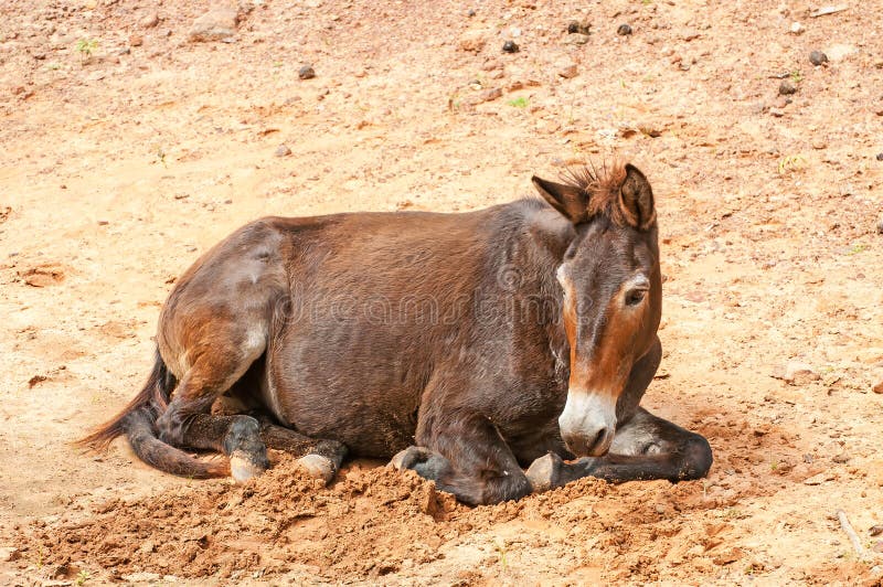 Horse gallops stock photo. Image of outside, rest, relax - 34536638