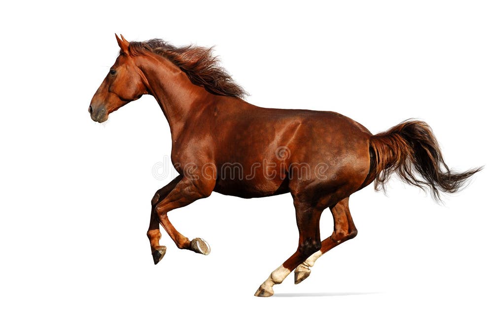 Horse Gallops - Isolated on White Stock Image - Image of sorrel, equine ...