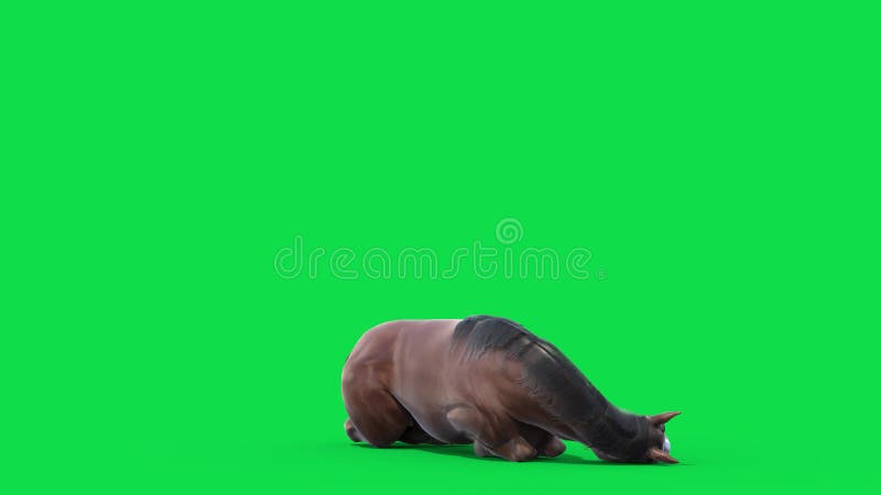 Horse Gets Down and Rests Green Screen Front Animals 3D Animations ...