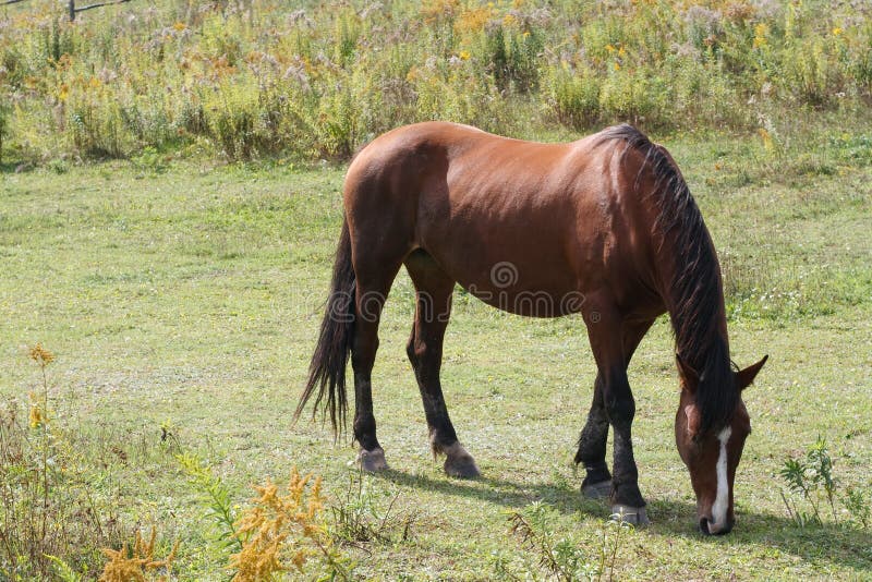 A horse grazes stock image. Image of cute, domestic, area - 26672273