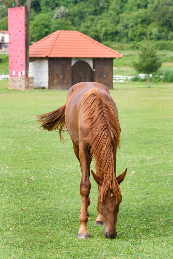 A Horse Grazes Grass on a Farm Stock Photo - Image of domestic, nature ...