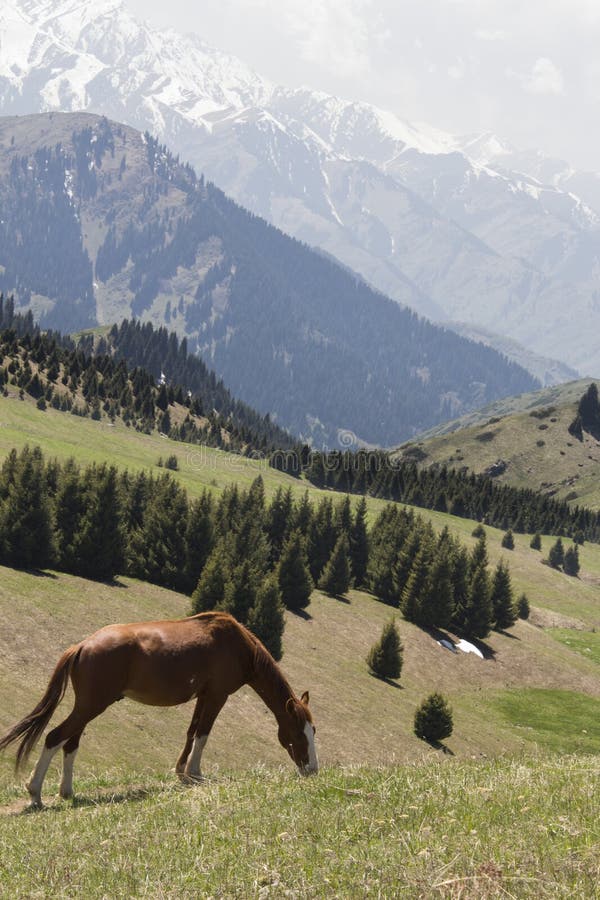 The Horse Grazes High in the Mountains between the Trees, on the Spring ...
