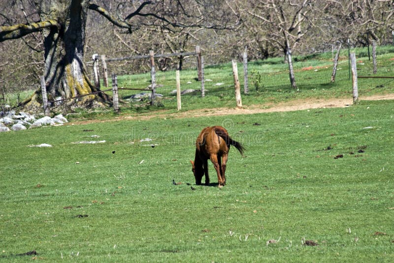 Horse Rear End Stock Photos - Free & Royalty-Free Stock Photos from ...