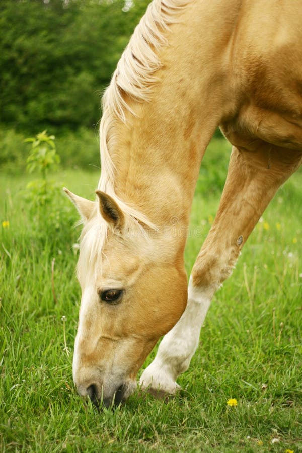 Chewing Colt stock image. Image of chew, baby, colt, blonde - 679919
