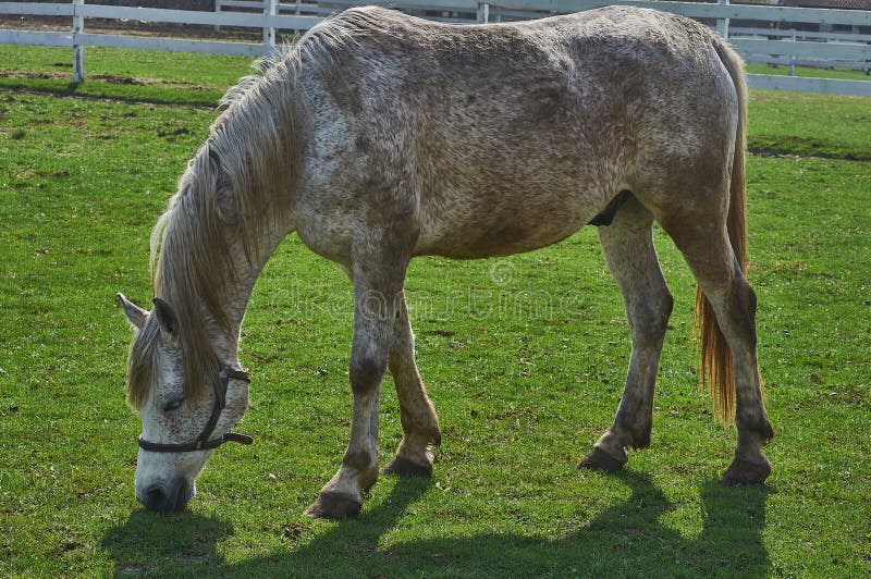 Horse Grazing in a Field on Farm Stock Photo - Image of halter, field ...