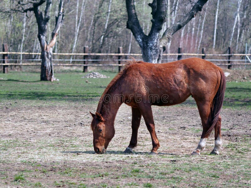 Horse grazing in field stock photo. Image of scenic, mammal - 31527660