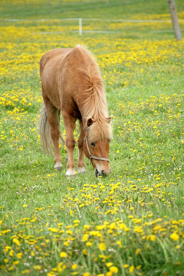 Horse Grazing on a Field in Spring in Denmark Stock Photo - Image of ...