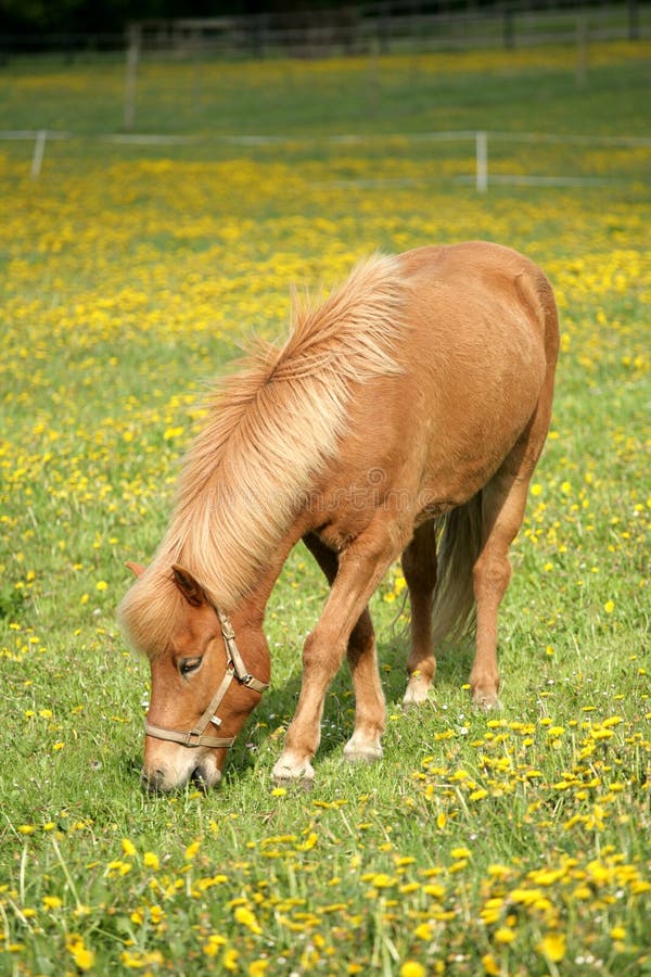 Horse Grazing on a Field in Spring in Denmark Stock Image - Image of ...