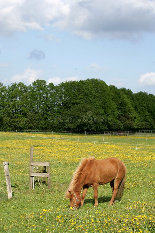 Horse Grazing on a Field in Spring in Denmark Stock Image - Image of ...
