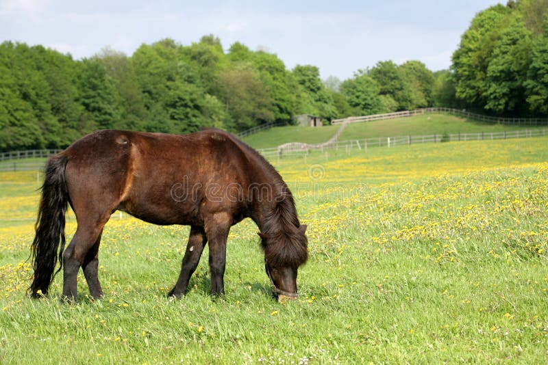 Horse Grazing on a Field in Spring in Denmark Stock Image - Image of ...