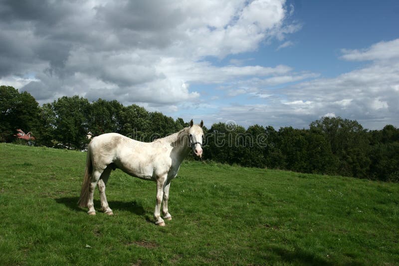 Horse Grazing on a Field in Spring in Denmark Stock Photo - Image of ...