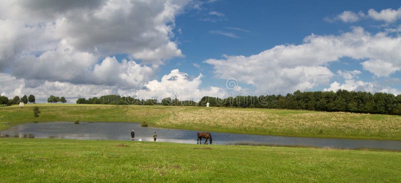 Horse Grazing on a Field in Spring in Denmark Stock Image - Image of ...