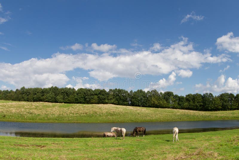 Horse Grazing on a Field in Spring in Denmark Stock Image - Image of ...