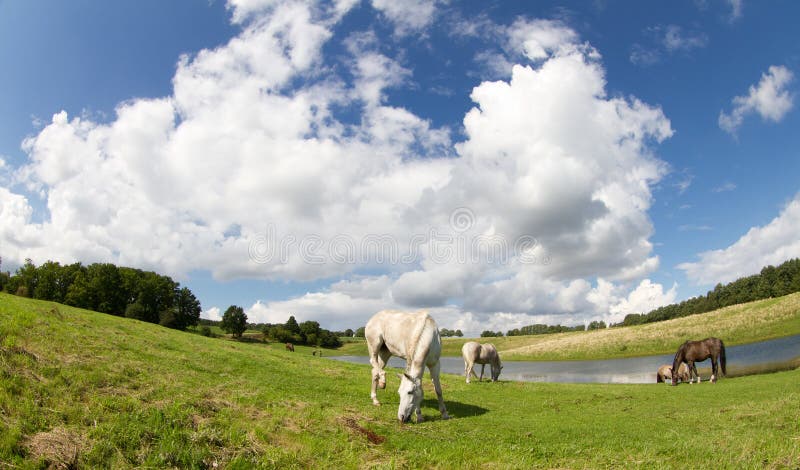Horse Grazing on a Field in Spring in Denmark Stock Image - Image of ...