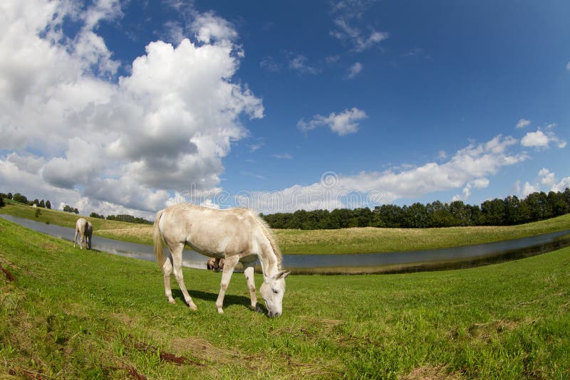 Horse Grazing on a Field in Spring in Denmark Stock Image - Image of ...