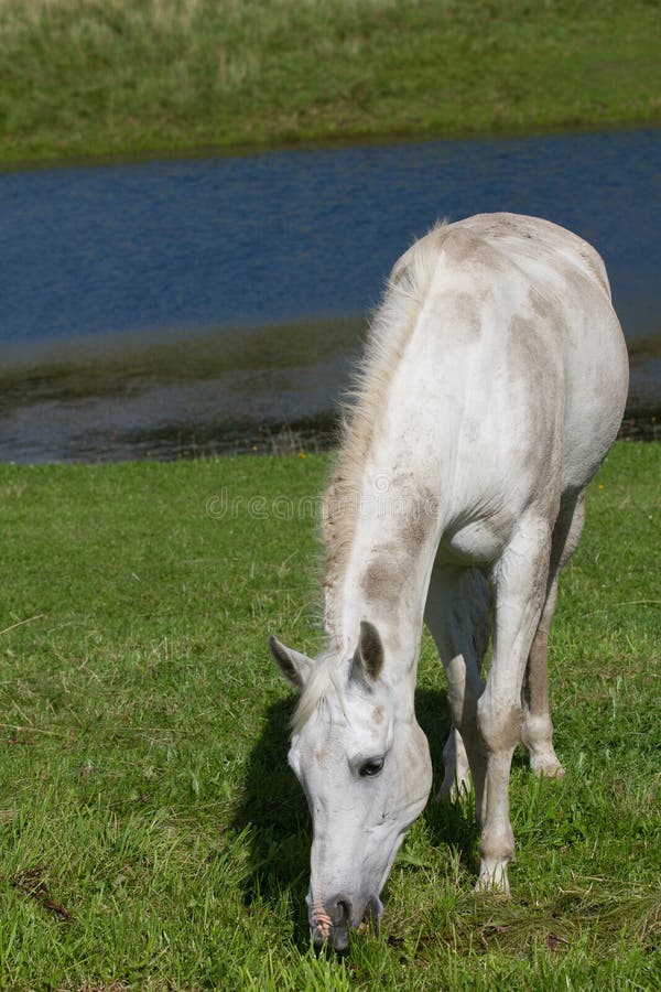 Horse Grazing on a Field in Spring in Denmark Stock Image - Image of ...