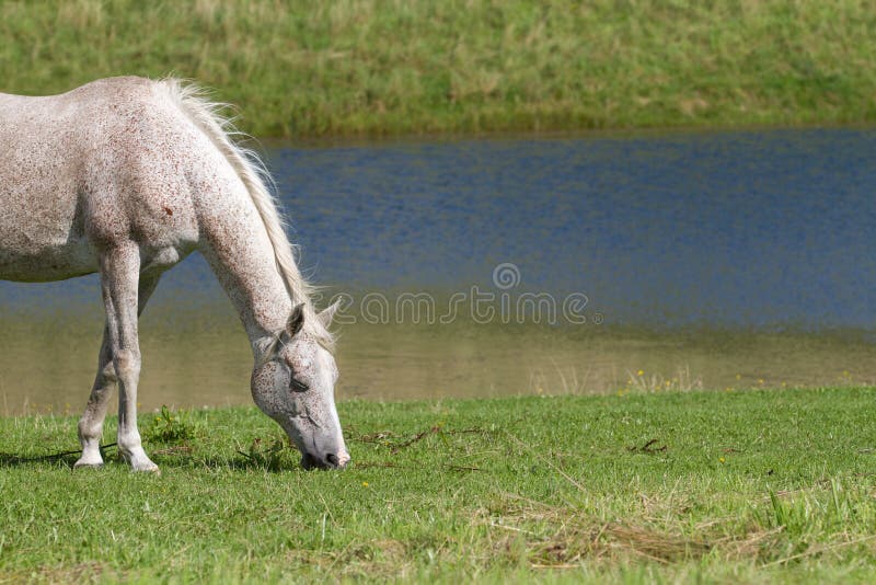Horse Grazing on a Field in Spring in Denmark Stock Image - Image of ...