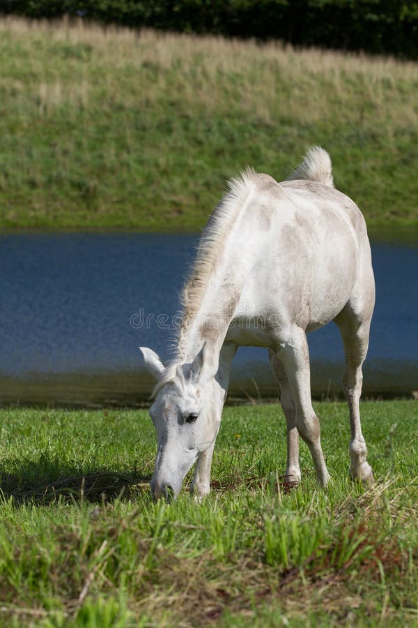 Horse Grazing on a Field in Spring in Denmark Stock Photo - Image of ...